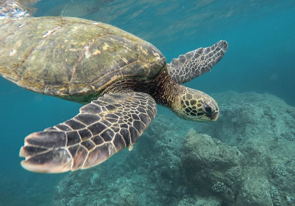 Green Turtles in Oman: Guardians of the Sea - Omanspire.om