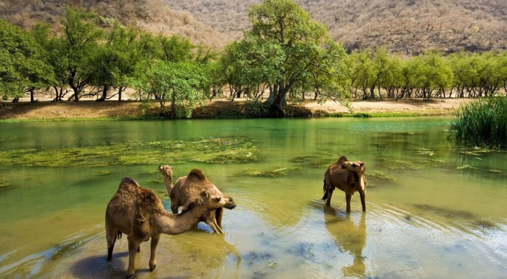 Oman Through the Lens: Celebrating Nature with Wiki Loves Earth 2025 ...